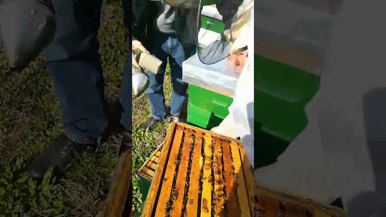 Rodna Voja u Sremu - 13 ramova legla | 19. mart 2020. - YouTube