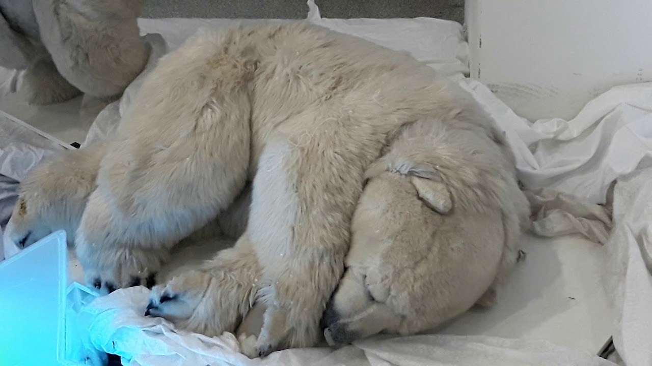 Polar bear in pain - illustrated - YouTube