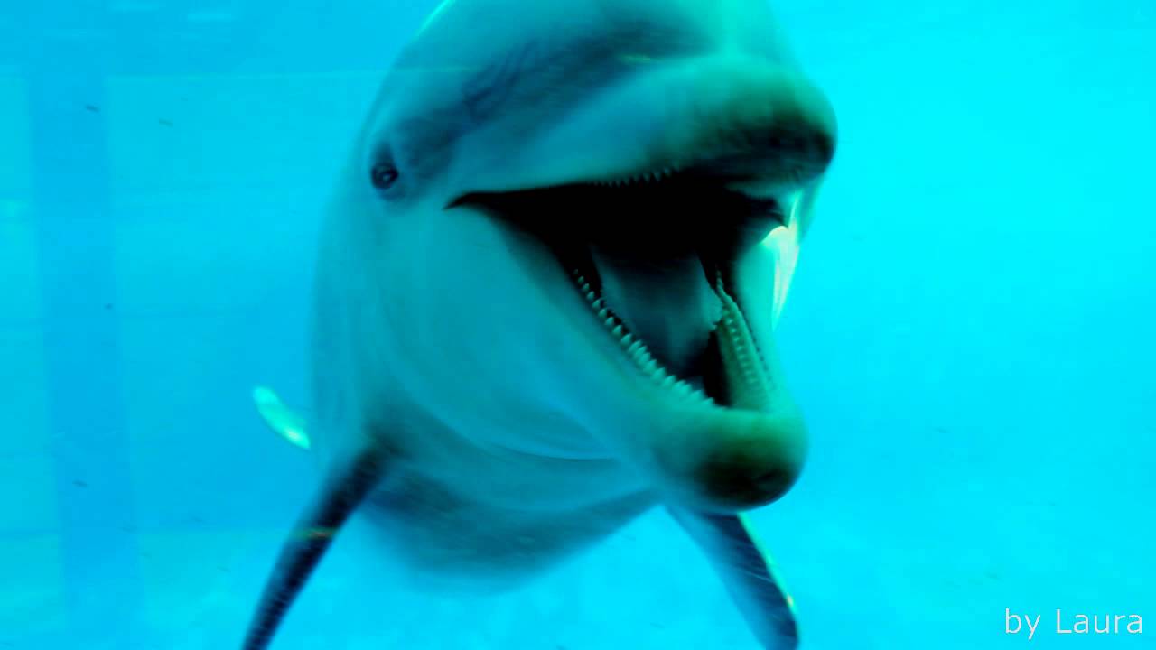 Dolphin's sounds (Sonidos de delfines) - YouTube