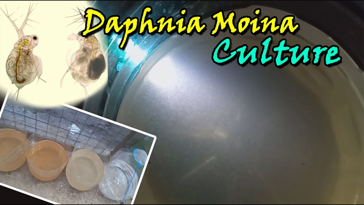 Daphnia Moina Culture Update | Best food for Betta fish | Libo libo na ...