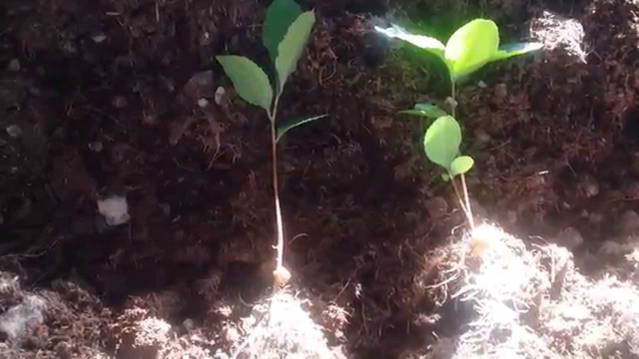 Making 2016 tea trees from 2014 seeds. - YouTube