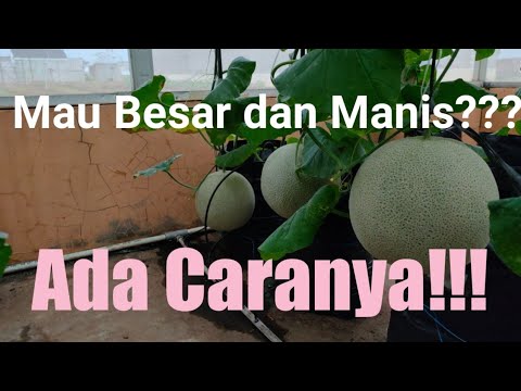 Potong Pucuk Melon Hidroponik Agar Buah Melon Besar dan Manis - YouTube