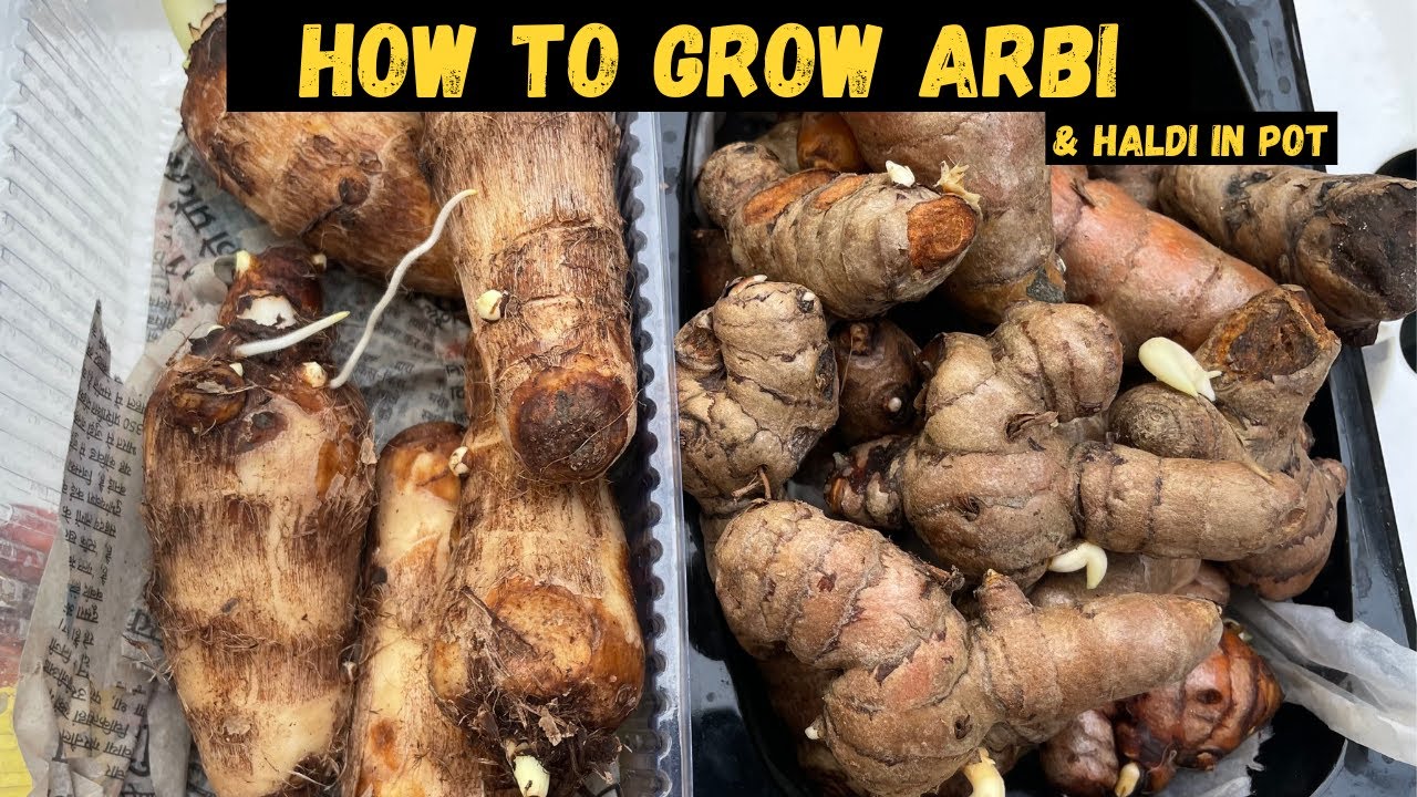 How to Grow Arbi Plant At Home | Turmeric Plant | Complete Process in ...