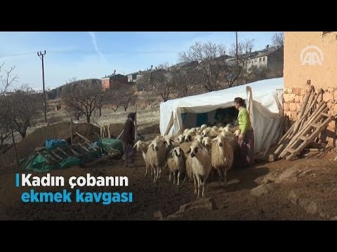 Kadın çobanın ekmek kavgası