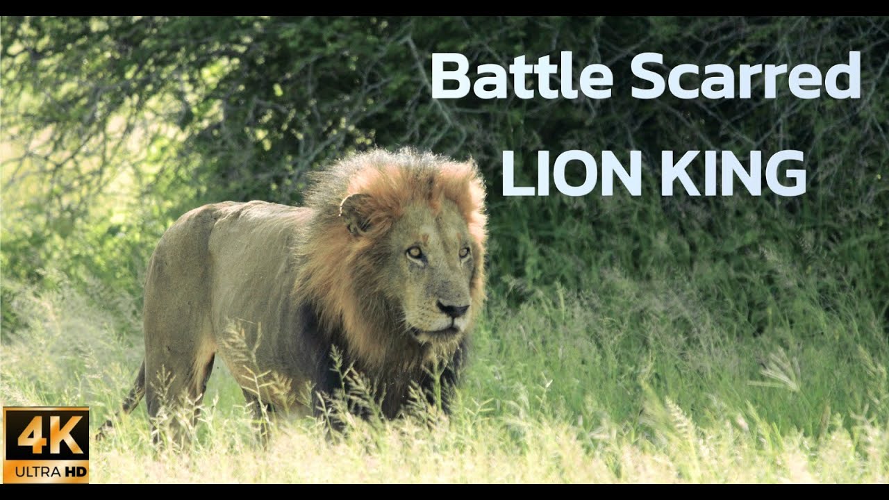 Battle Scarred Lion King - YouTube