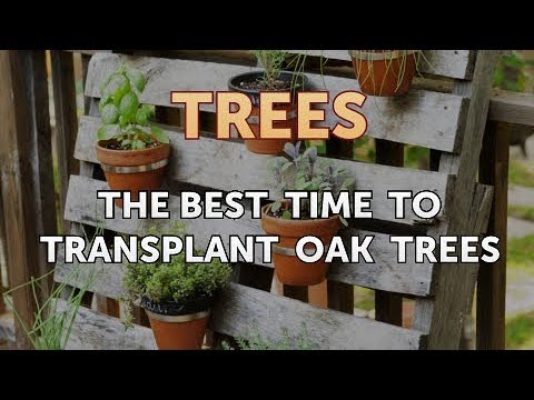 The Best Time to Transplant Oak Trees - YouTube