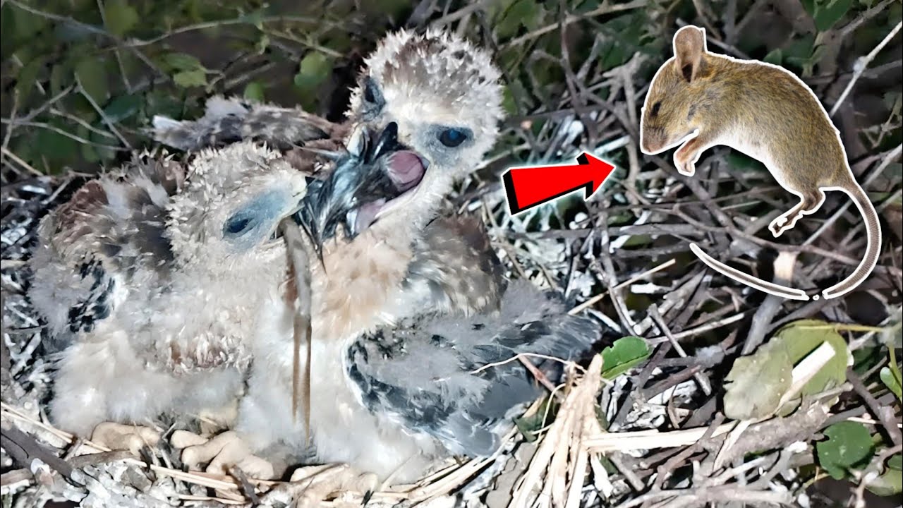 Baby kite bird chokes on mouse while feeding – Daring rescue captured ...
