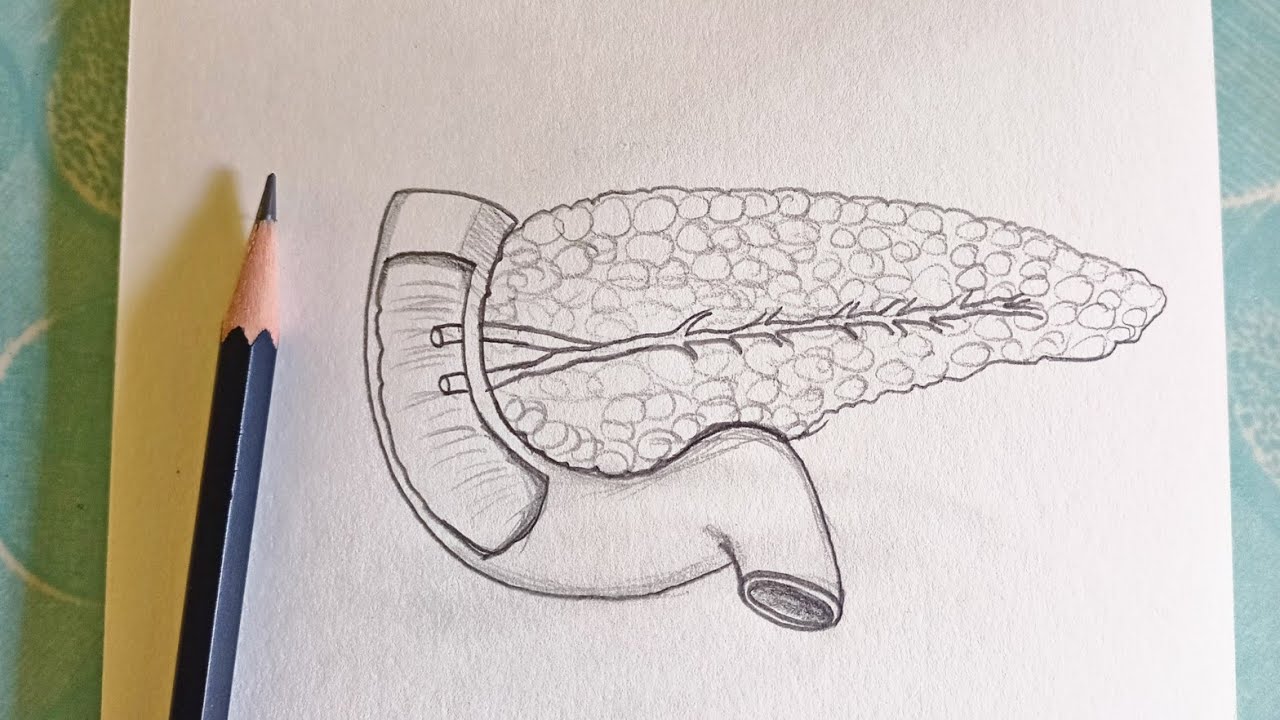 how to Draw Pancreas, Human Digestive System - YouTube