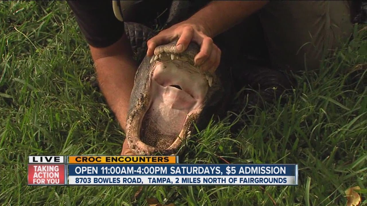 ABC Action News Weekend Edition: Croc Encounters - YouTube