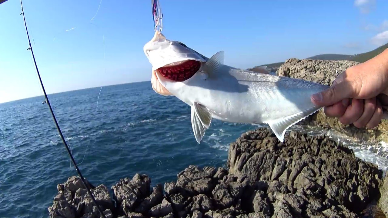 Inchiku shore jigging. Hayabusa Kick Bottom 60grams. Amberjack. 01.02. ...