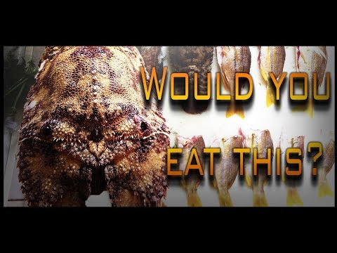 Shoe Lobster and Fish Catch and Cook - Shaka Fishing with the KastKing ...