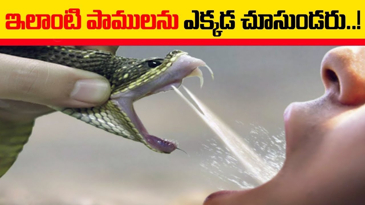 Mysterious Facts about The smartest SNAKES in the world in Telugu ...