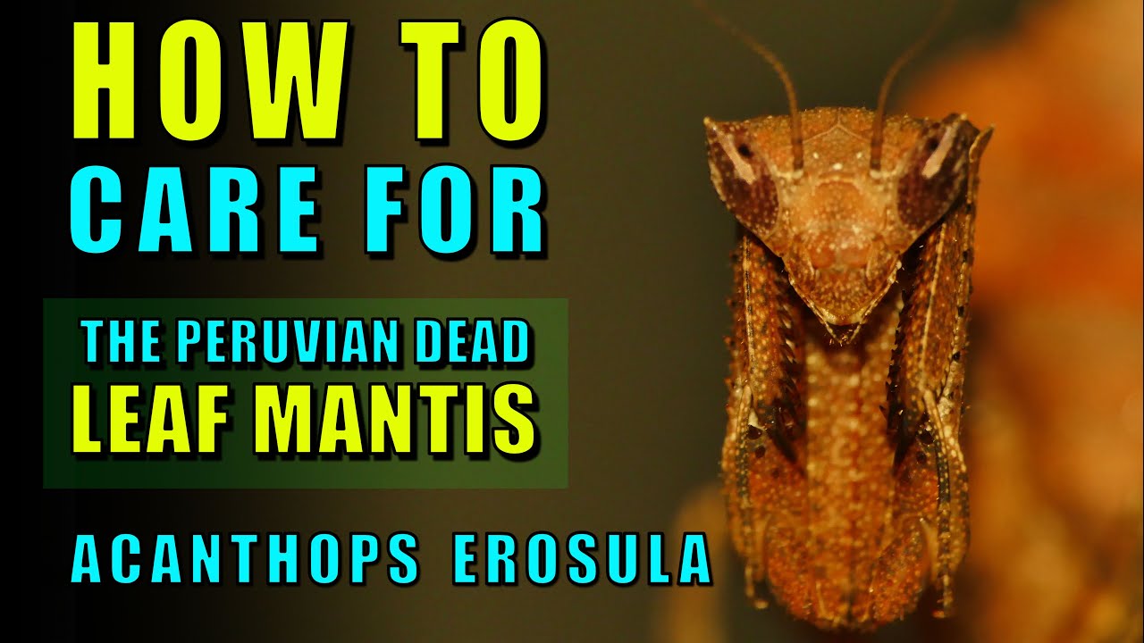 Peruvian Dead Leaf Mantis - Acanthops erosula care - YouTube