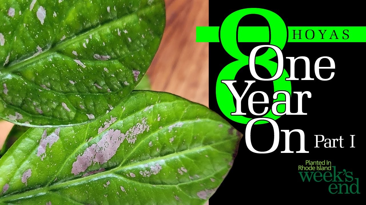 8 HOYAS ONE YEAR ON I - One Year Update on Hoya dennisii, Hoya 'Rangsan ...