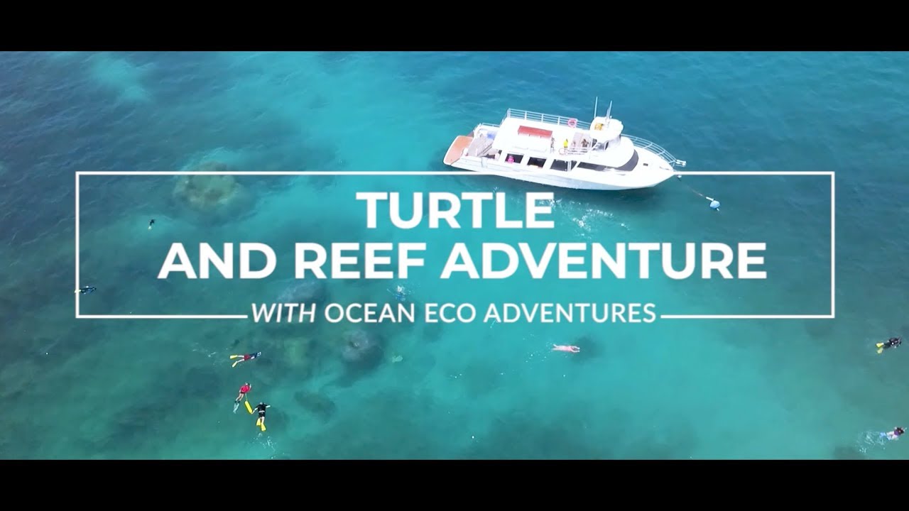 Ocean Eco Adventures - Turtle and Reef Adventure - YouTube