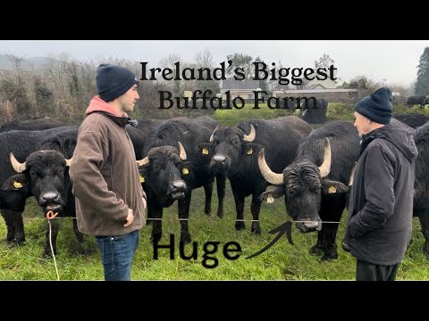 Biggest Buffalo Farm in Ireland, MASSIVE #farm #farming #irish - YouTube