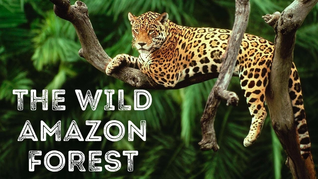 Amazon Rainforest | The Natives - Wildlife and Deforestation - YouTube