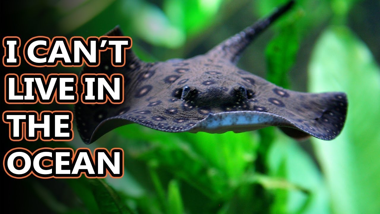 Freshwater Stingray facts: the freshest fish (I'm so sorry) | Animal ...
