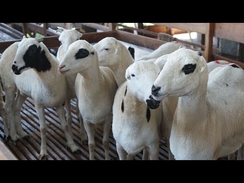 Domba Garut Bunting dengan Dorper FB| Domba Dorper F1|Mencetak Domba ...