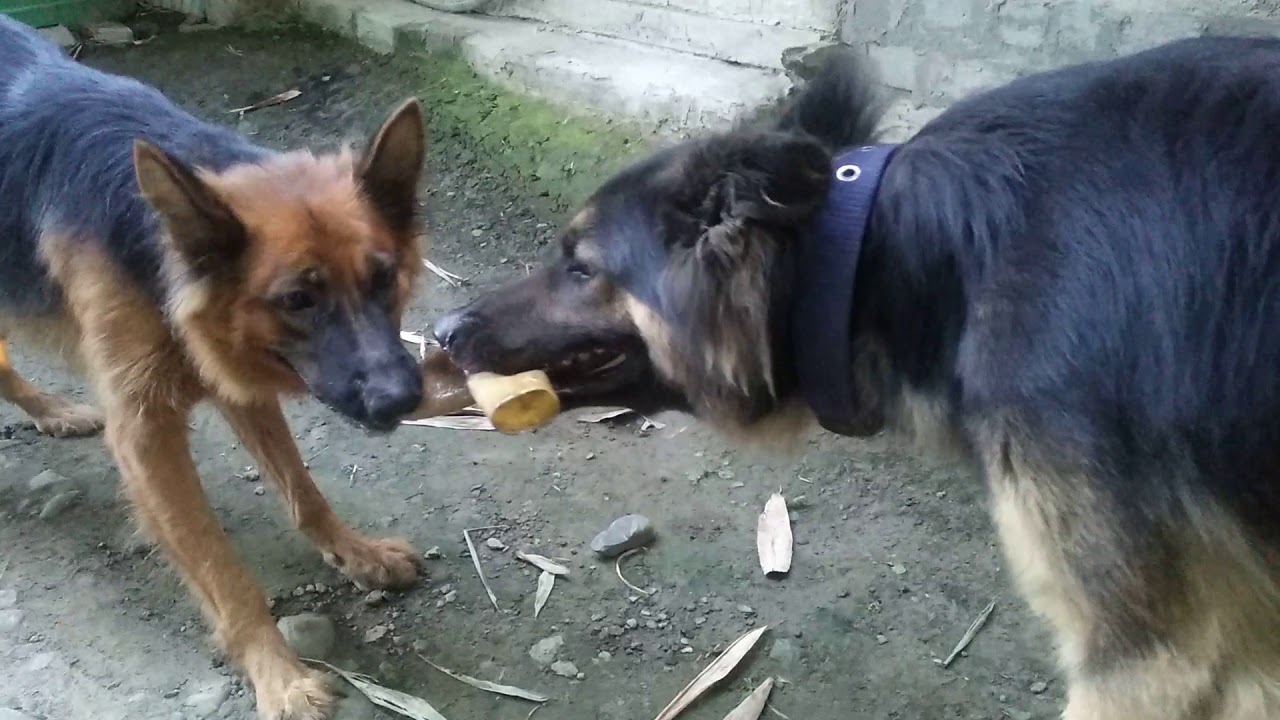 War between two dogs in manipur - YouTube