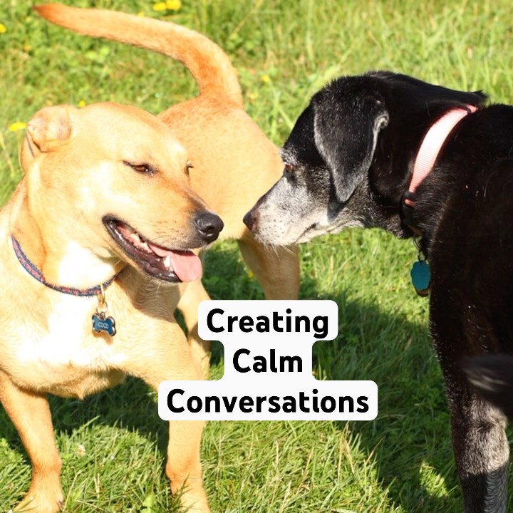 Fitz Your Dog: Speak Their Language, Build Their Trust - YouTube