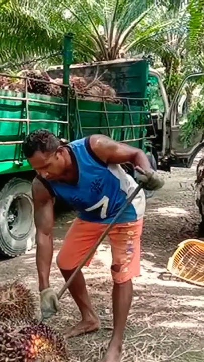 Loading Buah Kelapa Sawit #shorthttps://youtu.be/AO_XYPFl5bk - YouTube