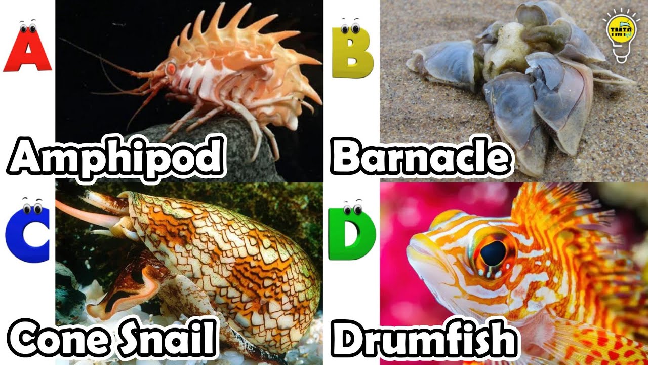 Amazing sea animals | ABC Sea Animals song | English and Animals for ...