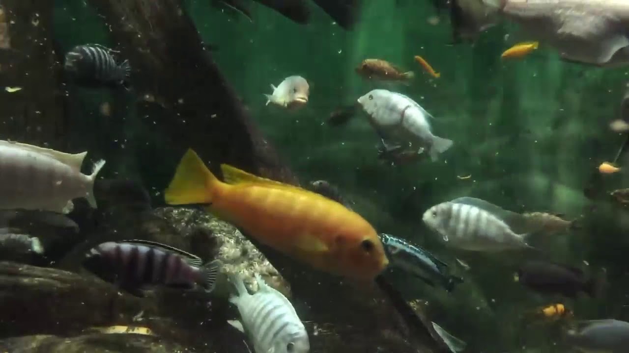 How does the fish swim ( 11 Second Video) - YouTube