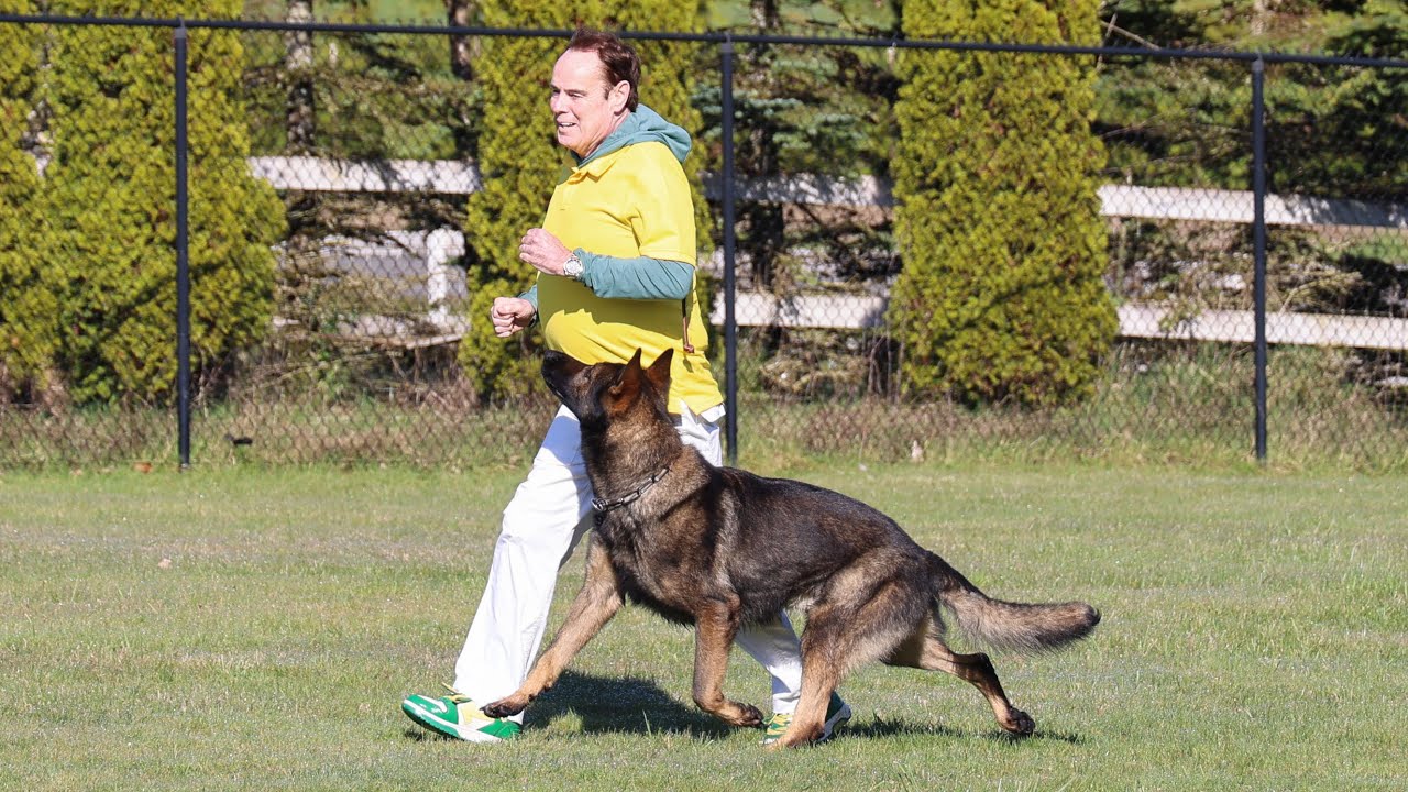 (SG) Viper Mineo - Kraftwork K9