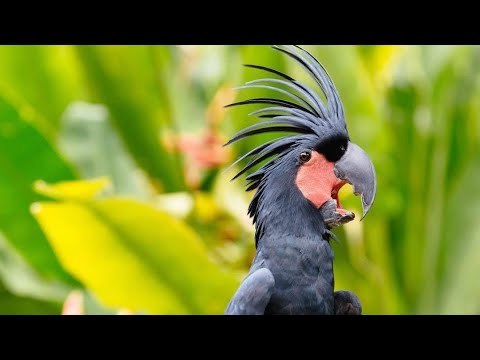 Black Palm Cockatoo || The Most Expensive Parrot in the World - YouTube