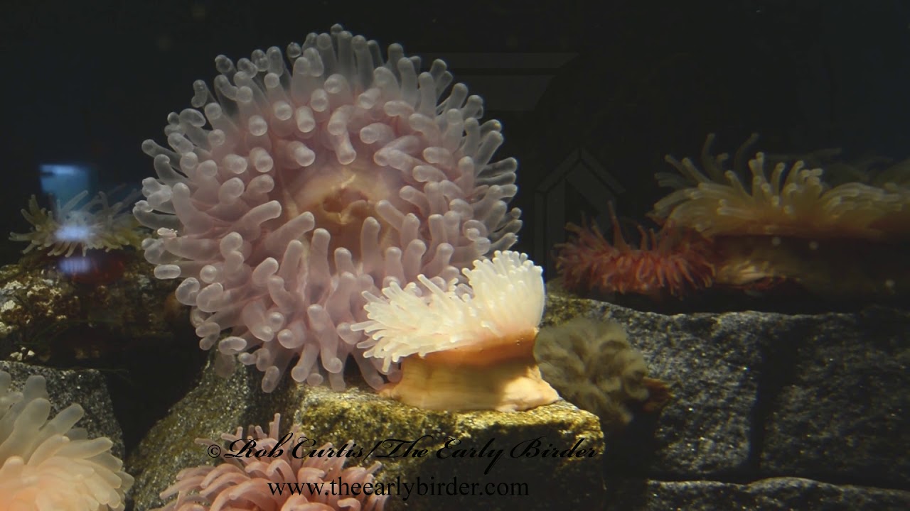 Sea anemone, Actinaria - YouTube