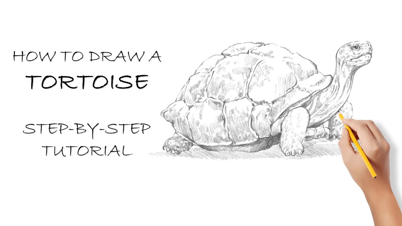 How to draw a tortoise with a pencil. Easy step-by-step drawing ...