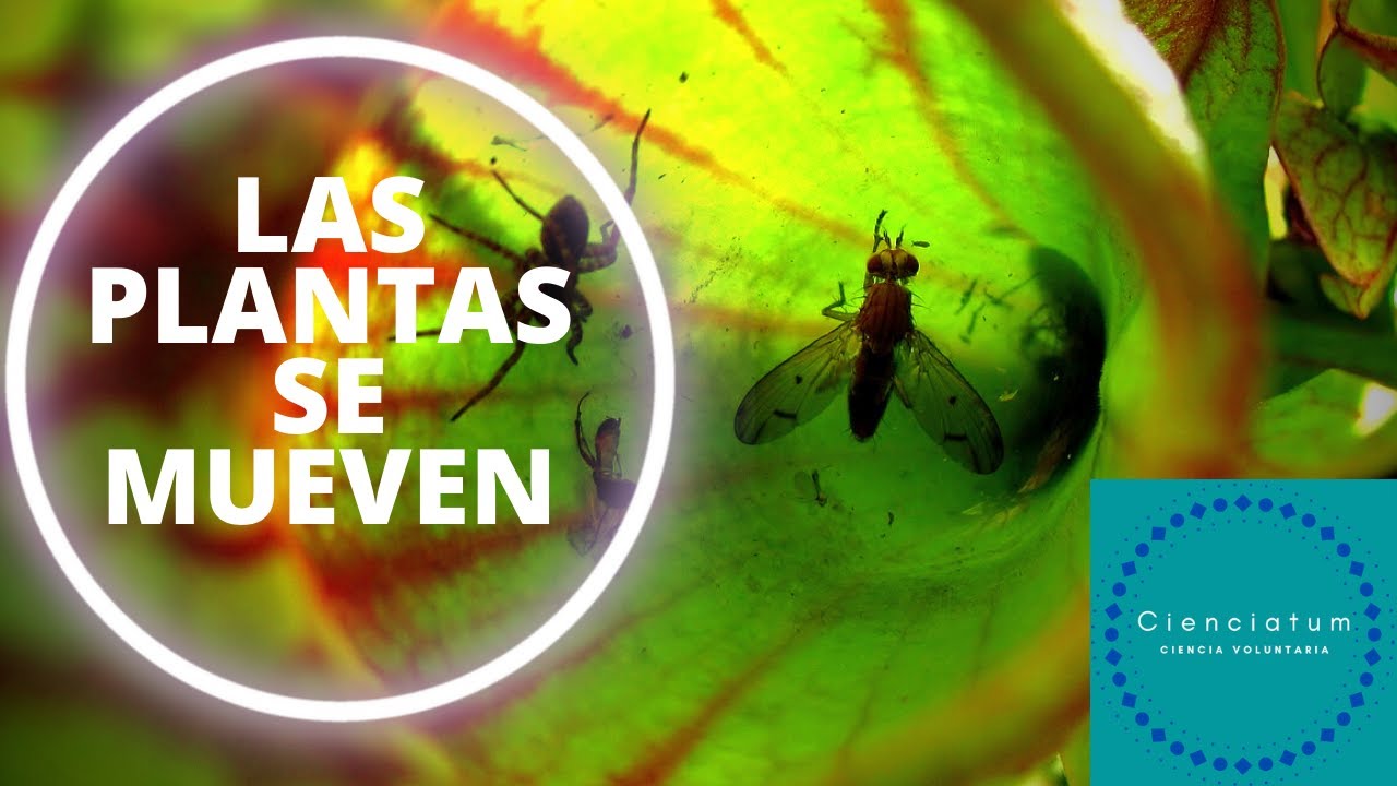 La Nastia y el Movimiento en las Plantas - YouTube