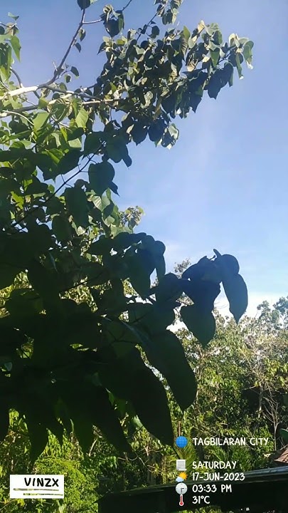 TAGBILARAN CITY WEATHER | AFTERNOON: 17-JUN-2023 (1533H) | vInzx - YouTube