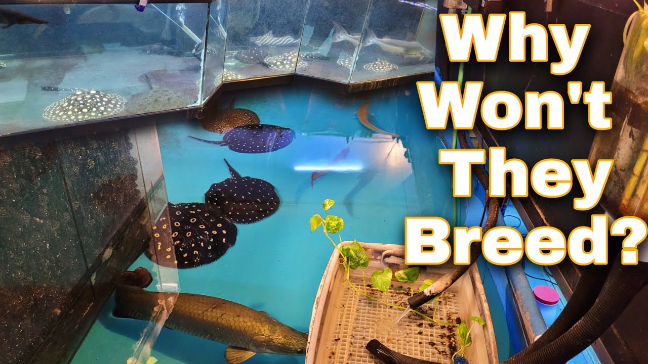 Everything you want to know about The Stingrays at Ohio Fish Rescue ...