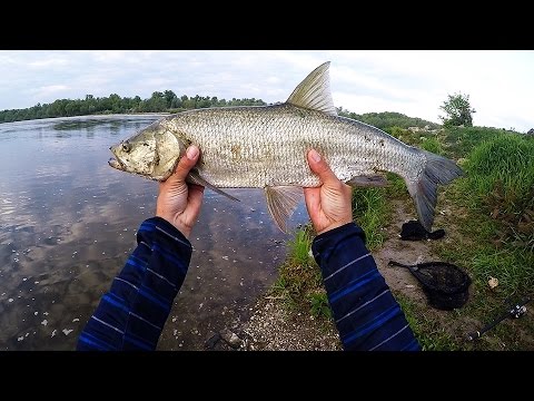crazy chub & asp fishing day at sava river 2017 - YouTube