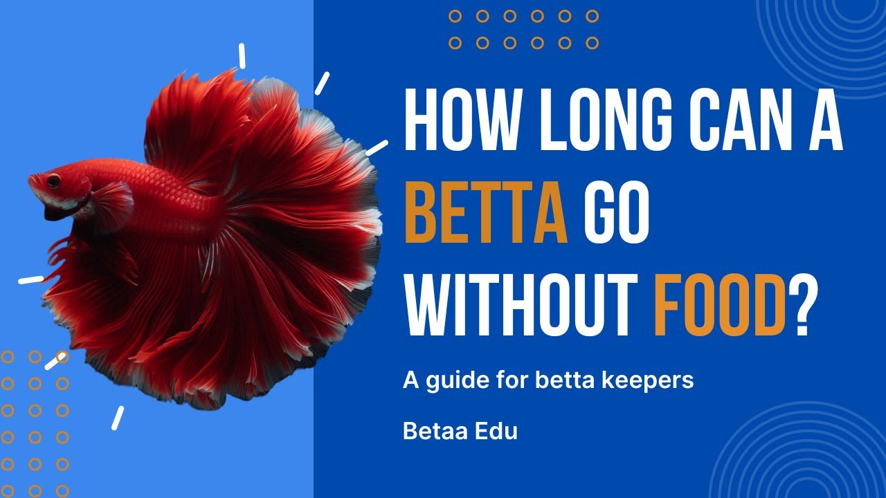HOW LONG CAN A BETTA FISH GO WITHOUT FOOD - A BETTA TUTORIAL 🐠 - YouTube
