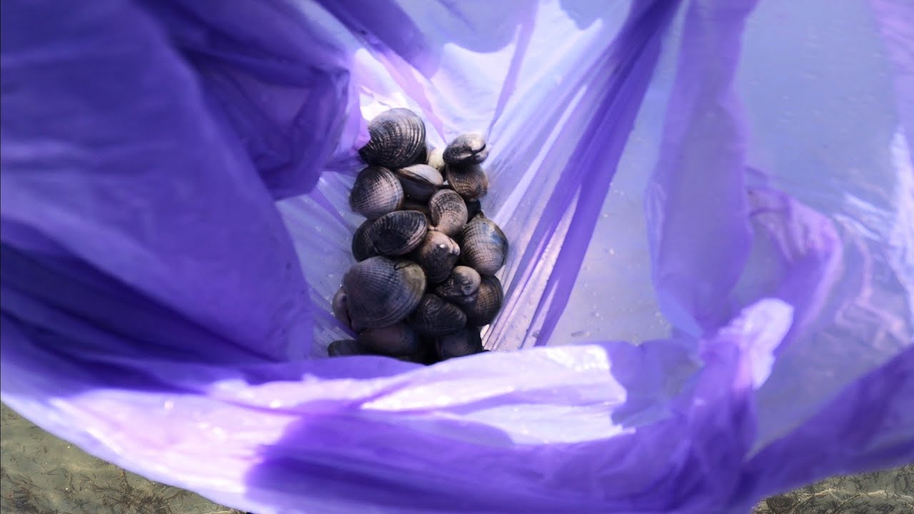 Tara Fishing | Whangaparoa | Wenderholm Regional Park - YouTube