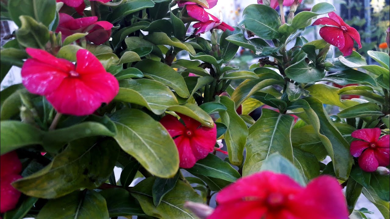 Sadabahar Evergreen Flowering Plant 🌷 How to grow and care periwinkle # ...