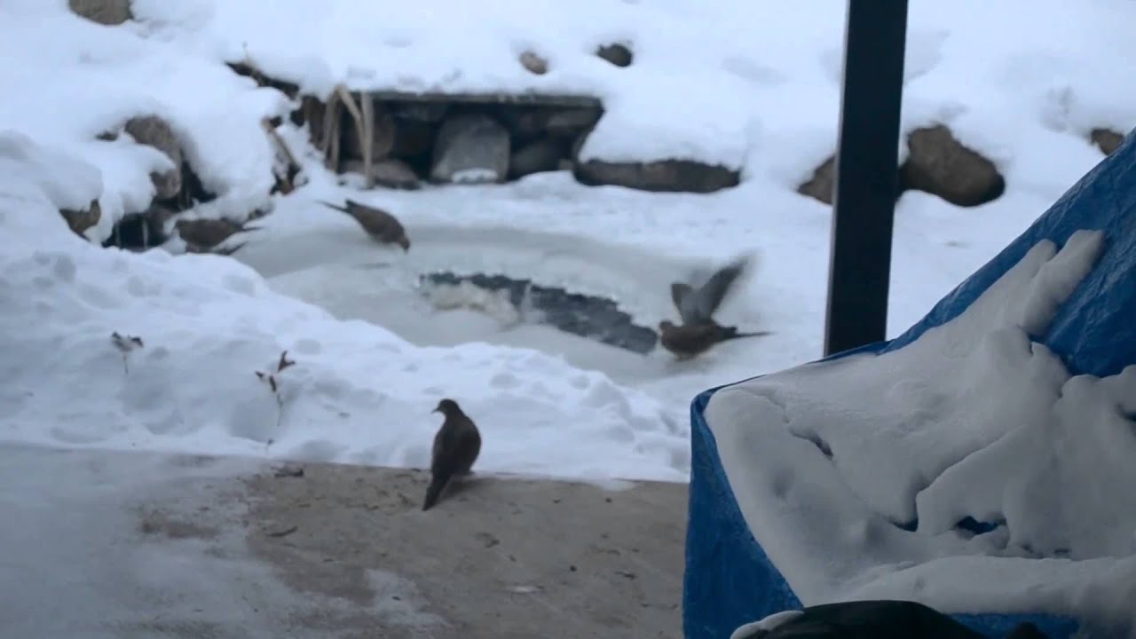 Goofy Doves 2 - YouTube