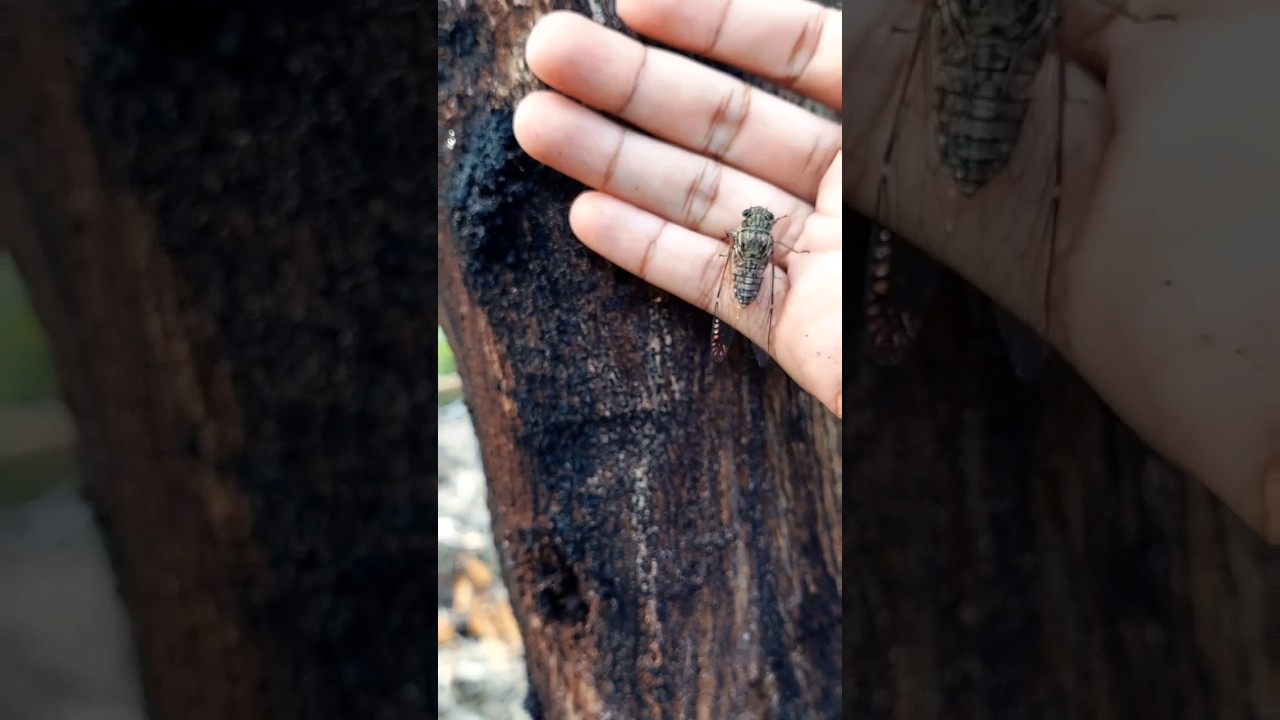 how to catch cicada by hand - YouTube