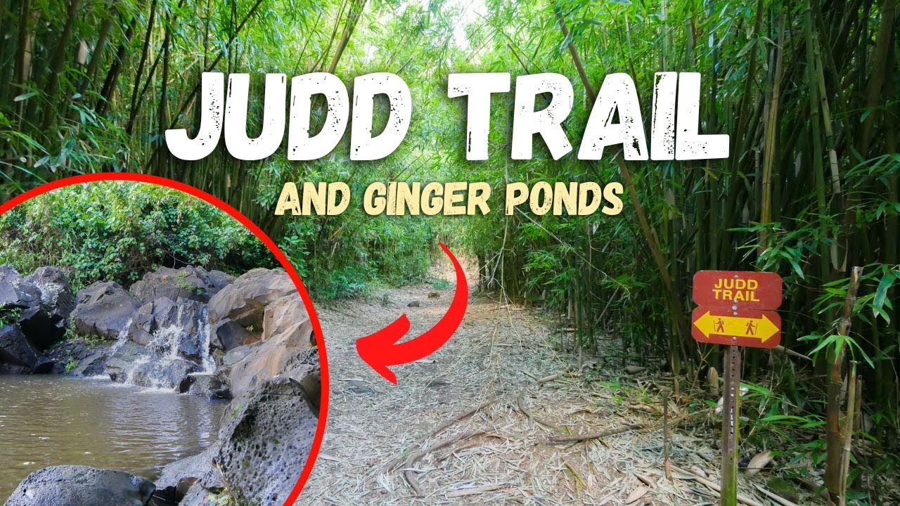 Judd Trail | Easy Hikes Close to Town (Nuuanu Valley) - YouTube