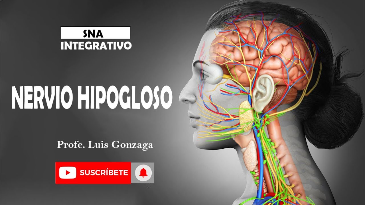 Nervio Hipogloso - YouTube