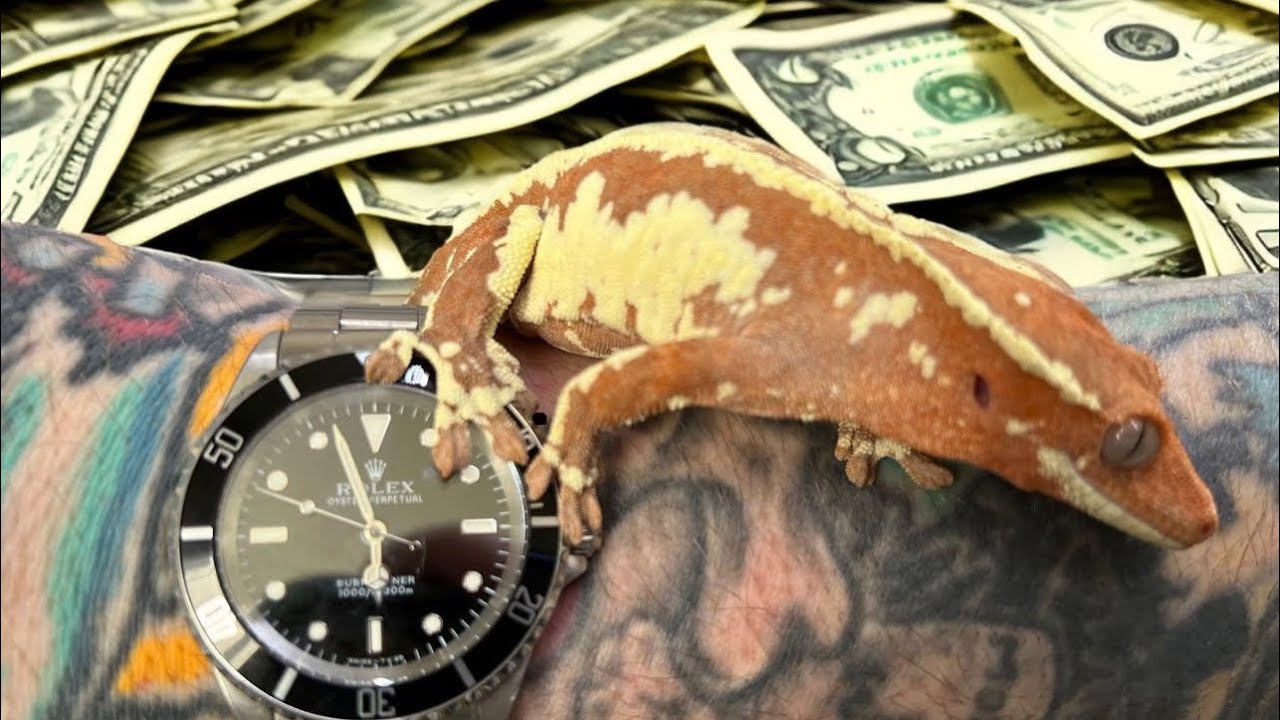 Red Frappuccino Crested Gecko Plus General Reptile Waffle - YouTube