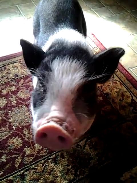 Baby Homer loves snacks - YouTube