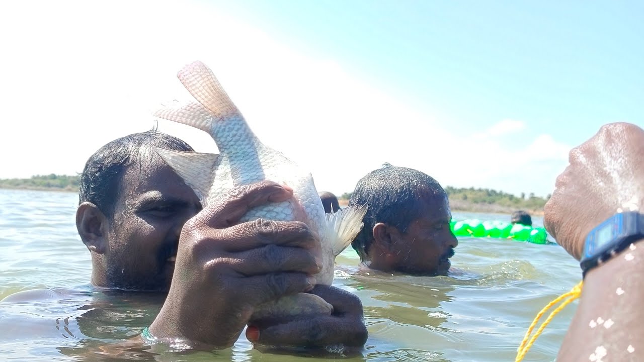 Unbelievable Tilapia Fish Catching | African Jalebi Catching River ...