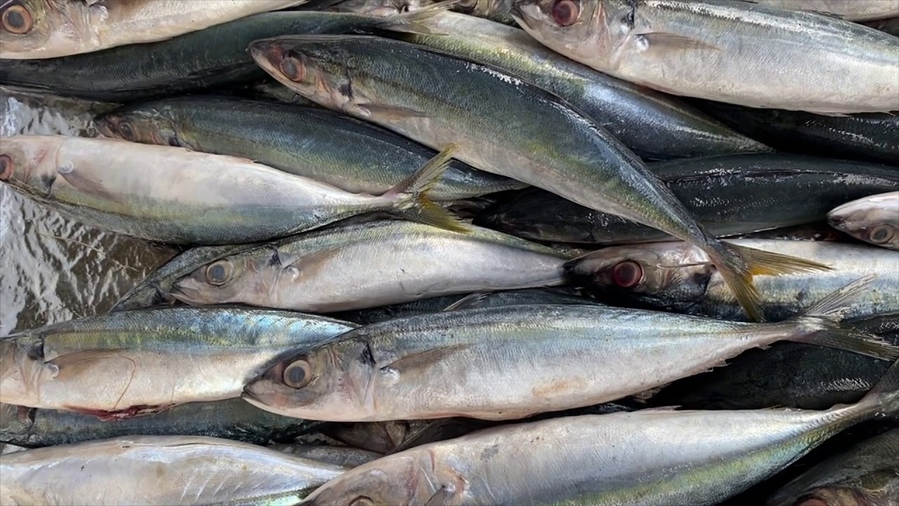 Linna Fish identification -Round Scad fish identification - YouTube
