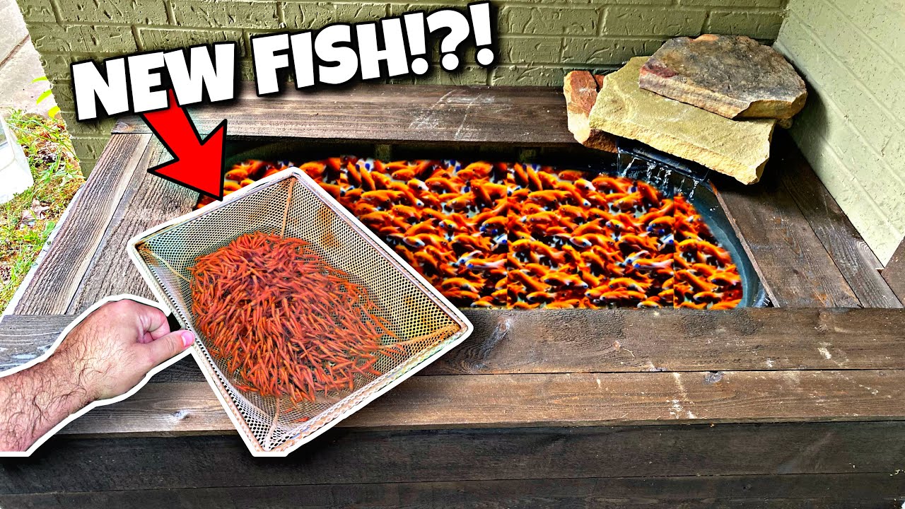 Stocking Front Porch Pond With Fish! - YouTube