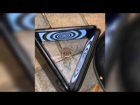 Frog Sheesh Gone Wrong