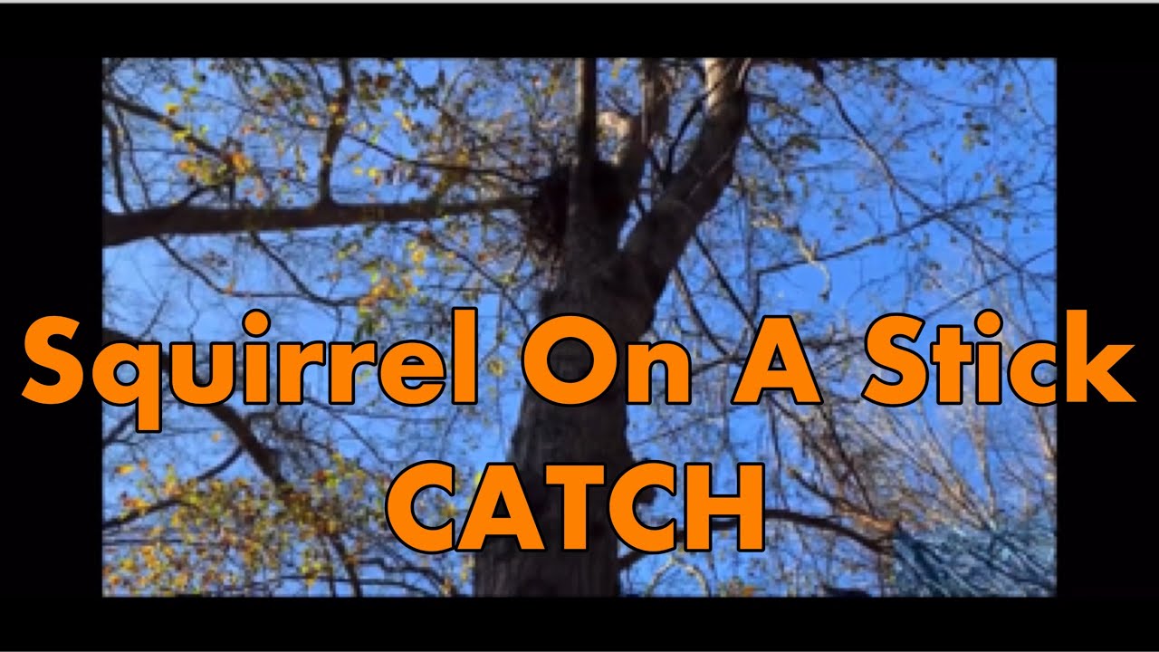 How the squirrel on a stick is mounted and a catch. - YouTube